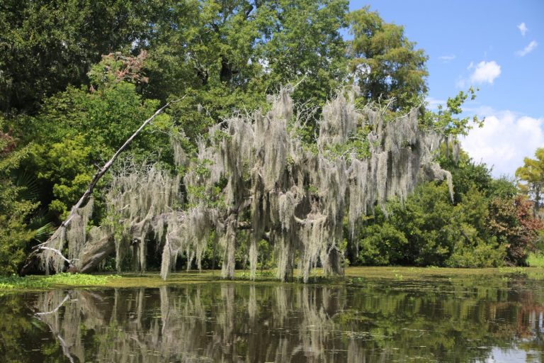 Guides - New Orleans - Plantations, Bayou - Dave's Travel Corner
