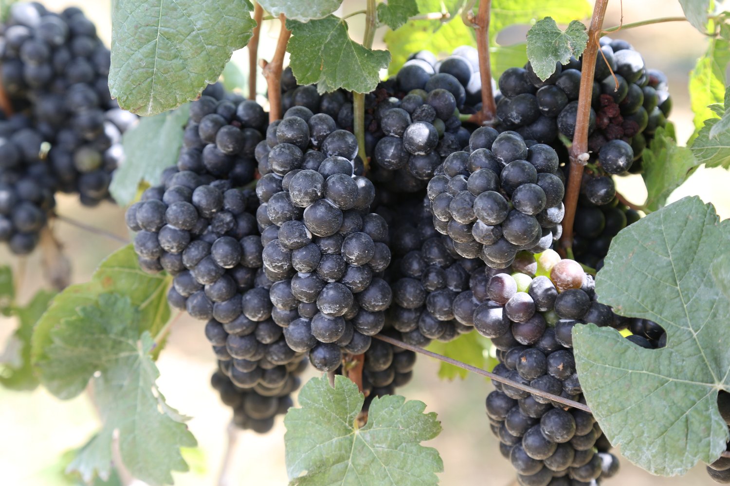 Granmonte Vineyards in Khao Yai Thailand - Winemaker Visootha