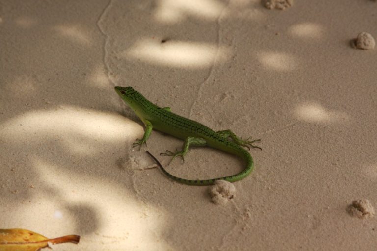 Exploring Palau - Micronesia, Koror - Attractions & Hotels