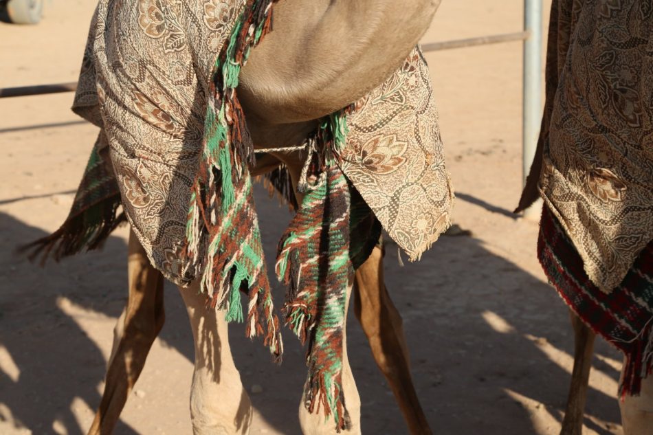 Beware of Camels and Mysterious Shisha