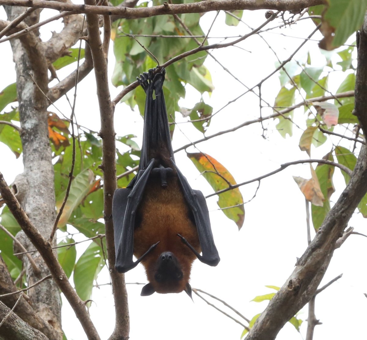 Bang Khla Floating Market And Giant Fruit Bats Thailand Dave s Bang Khla Floating Market And Giant Fruit Bats Thailand Dave s