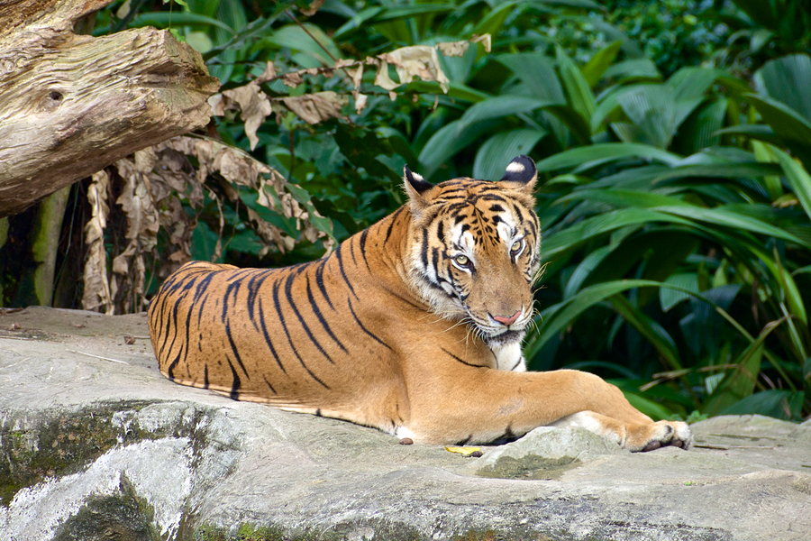 Famous Zoo In Germany