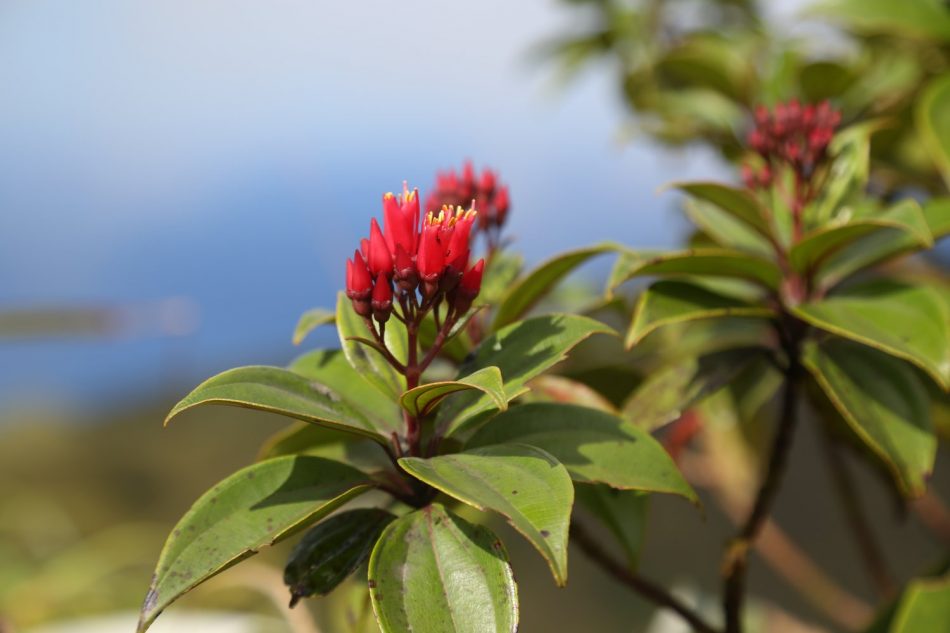 Three Memorable Experiences on St. Vincent and the Grenadines - Dave's ...