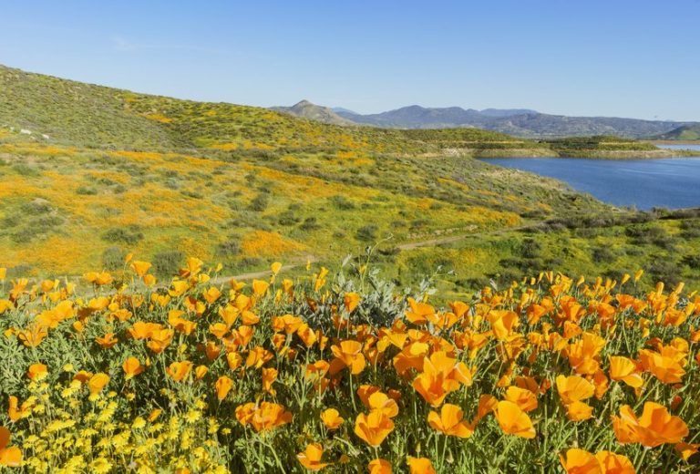 Biggest Super Bloom in Over a Decade Expected at Diamond Valley Lake ...