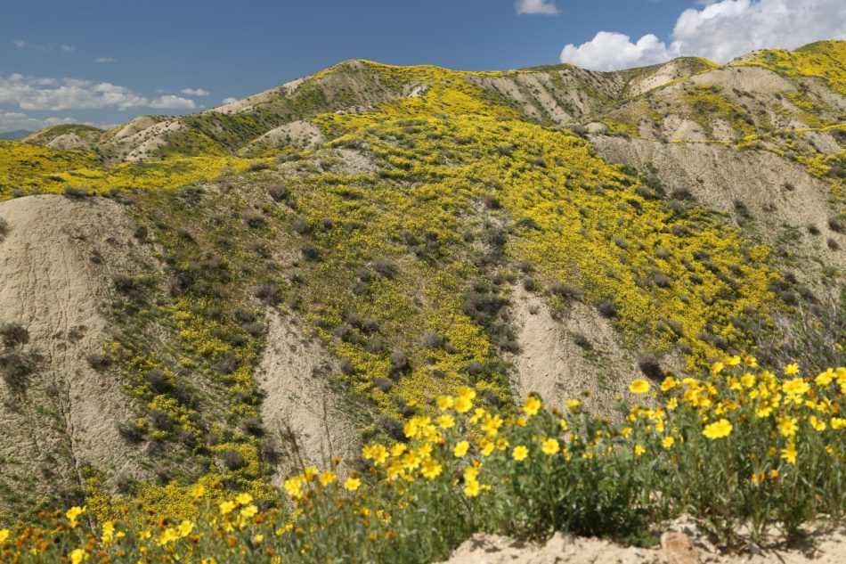 Flowers Everywhere! Southern California's Springtime Bloom - Dave's ...
