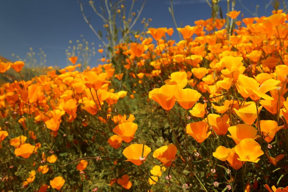 Flowers Everywhere! Southern California's Springtime Bloom - Dave's ...
