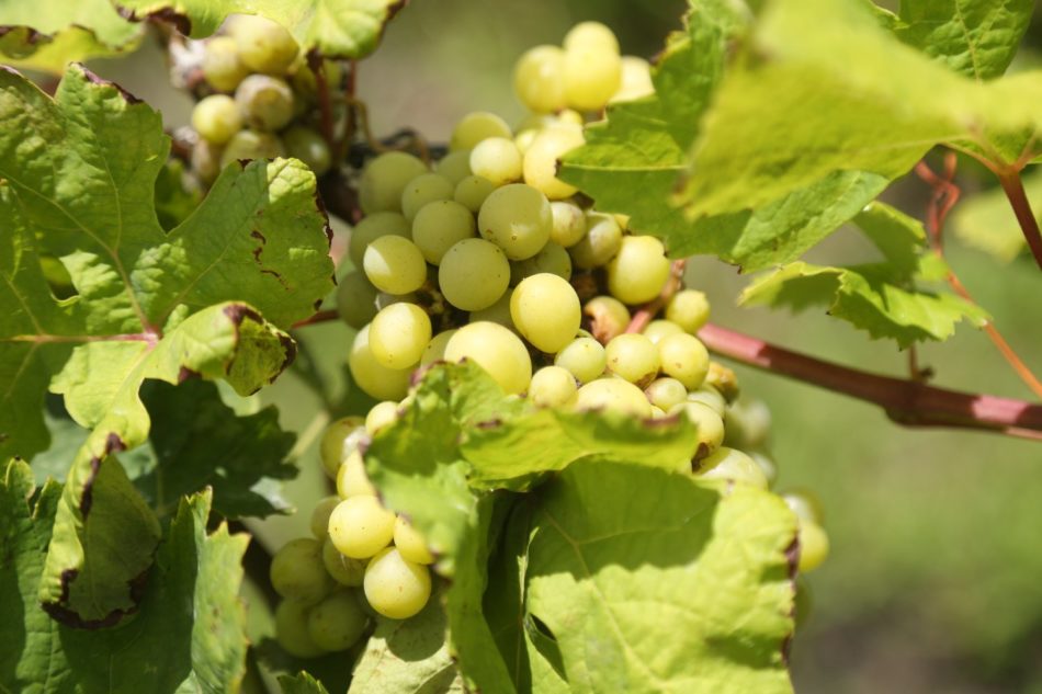 The Most Unique Vineyard & Winery in the World - Dave's Travel Corner