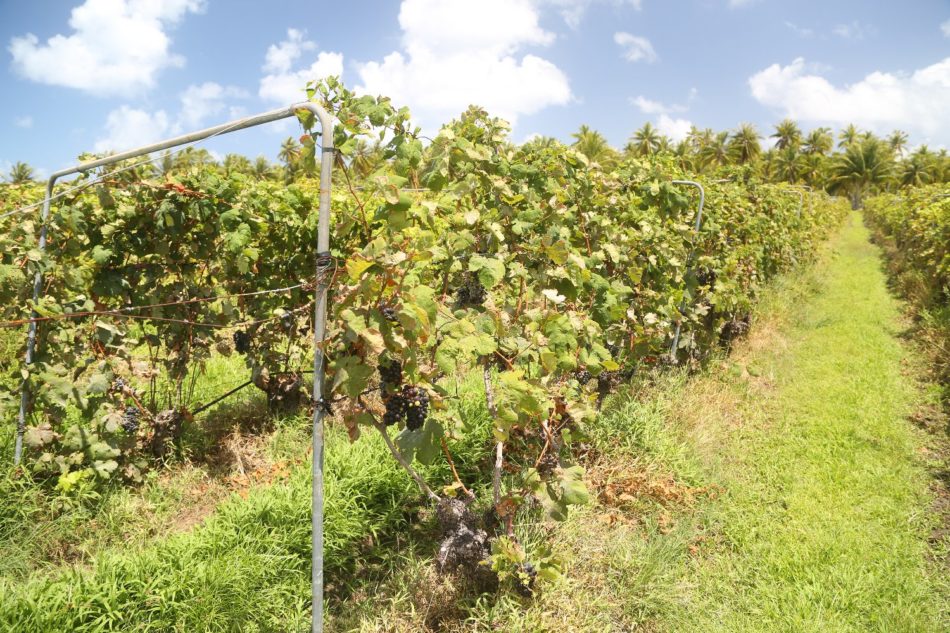 The Most Unique Vineyard & Winery in the World - Dave's Travel Corner