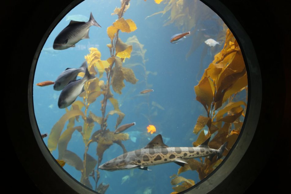 Newest Monterey Bay Aquarium exhibition "Into the Deep: Exploring Our ...