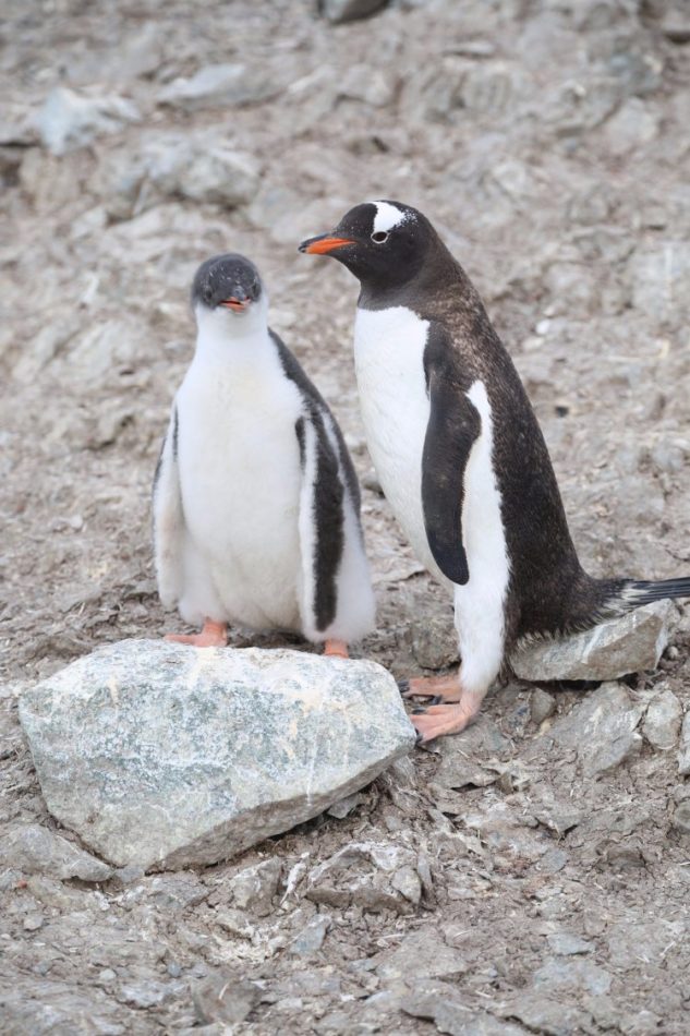 Apply to be Chief Flying Penguin Officer for Chance to Travel to ...