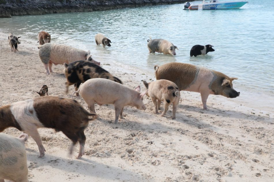 A Most Memorable Experience: Swimming with Pigs in the Bahamas - Dave's ...