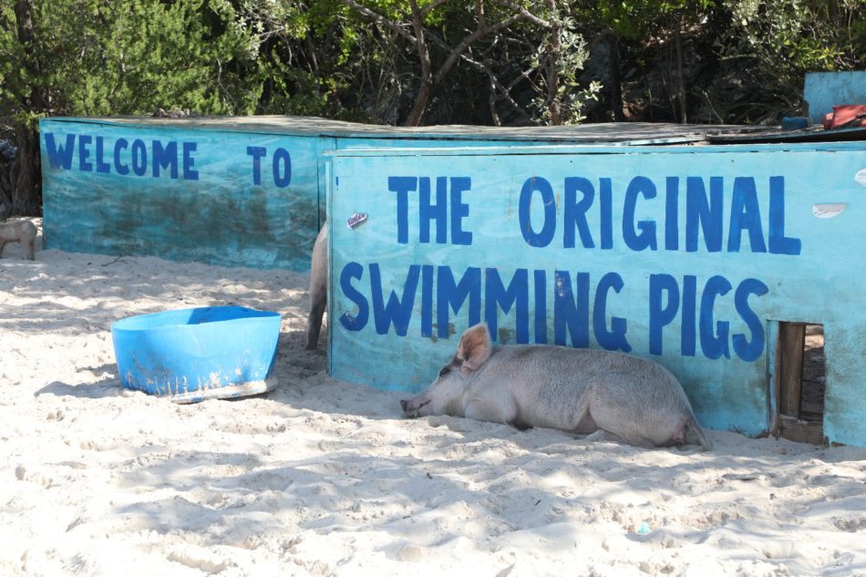 A Most Memorable Experience: Swimming with Pigs in the Bahamas - Dave's ...