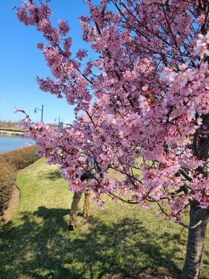 National Harbor Celebrates Cherry Blossom Season with a Festival from ...