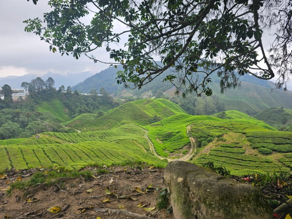 Cameron Highlands: 3 days itinerary - Dave's Travel Corner