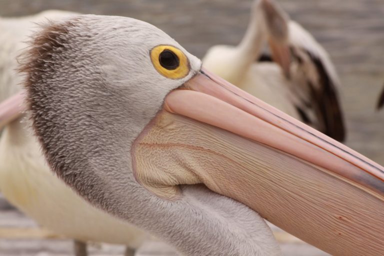 Chasing Wilderness: Why Tasmania Just Hit the Top of My Travel List ...