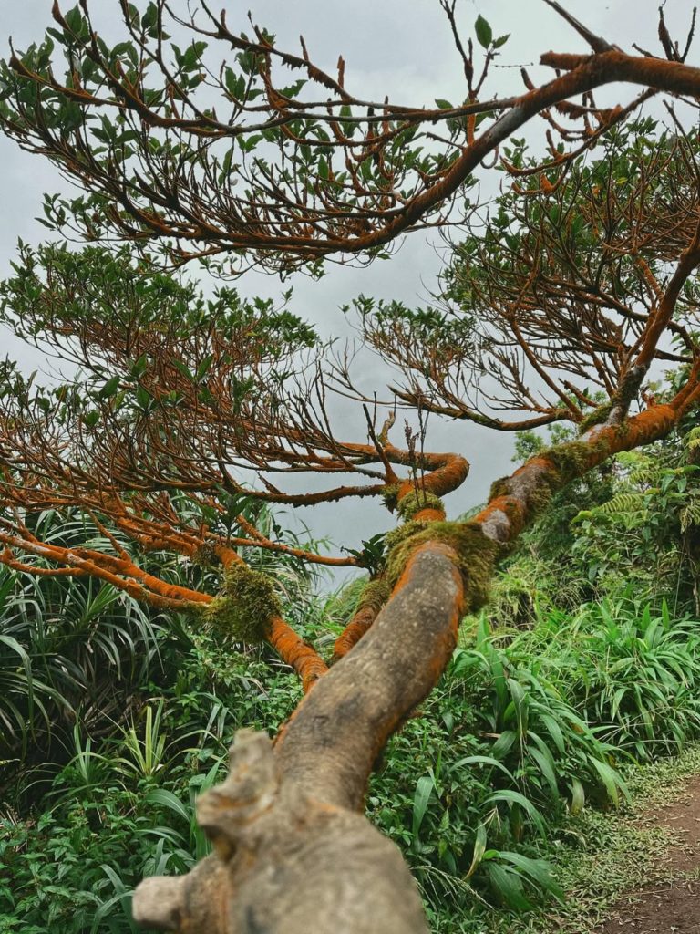 Mt. Makiling Hiking Guide 2026: The New Rules, Limatiks, and the "Paved ...