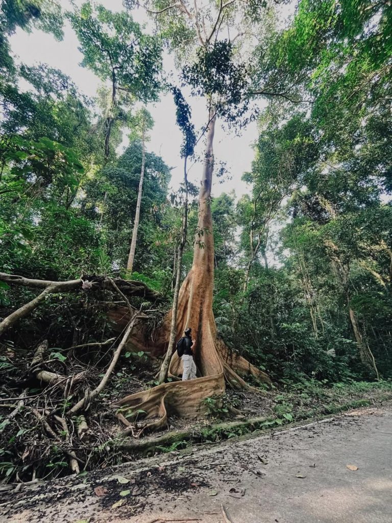 Mt. Makiling Hiking Guide 2026: The New Rules, Limatiks, and the "Paved ...