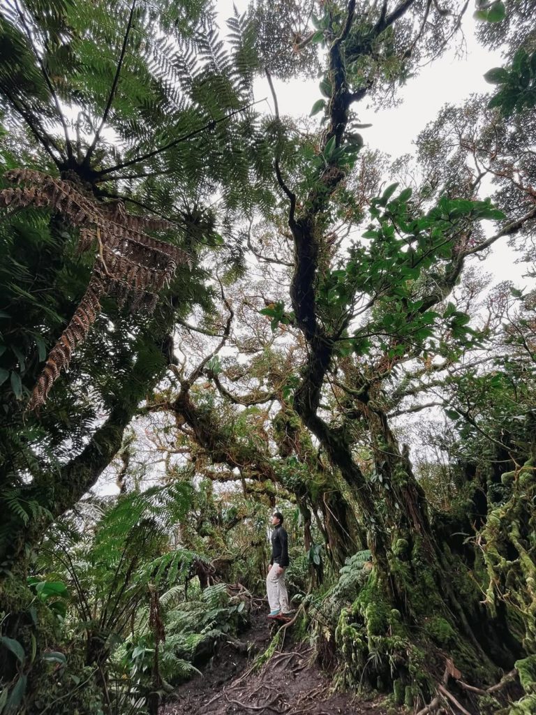 Mt. Makiling Hiking Guide 2026: The New Rules, Limatiks, and the "Paved ...